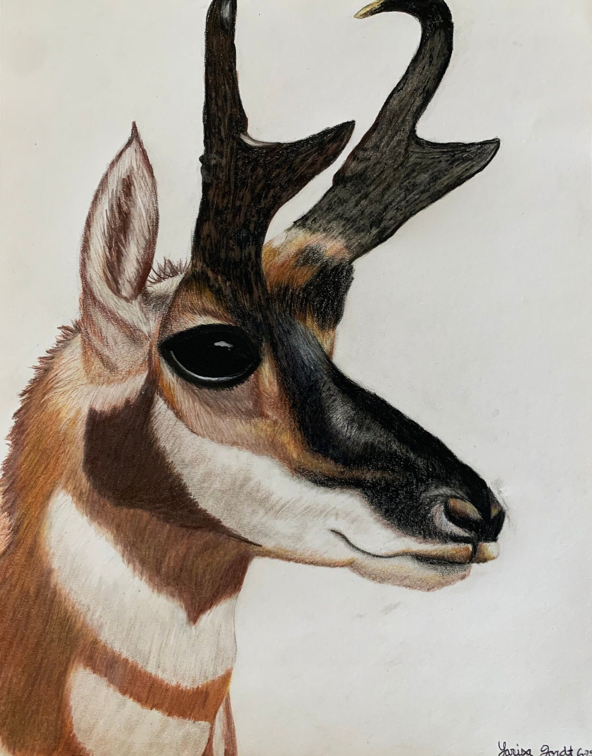 Antelope - Colored Pencil Drawing - Etsy