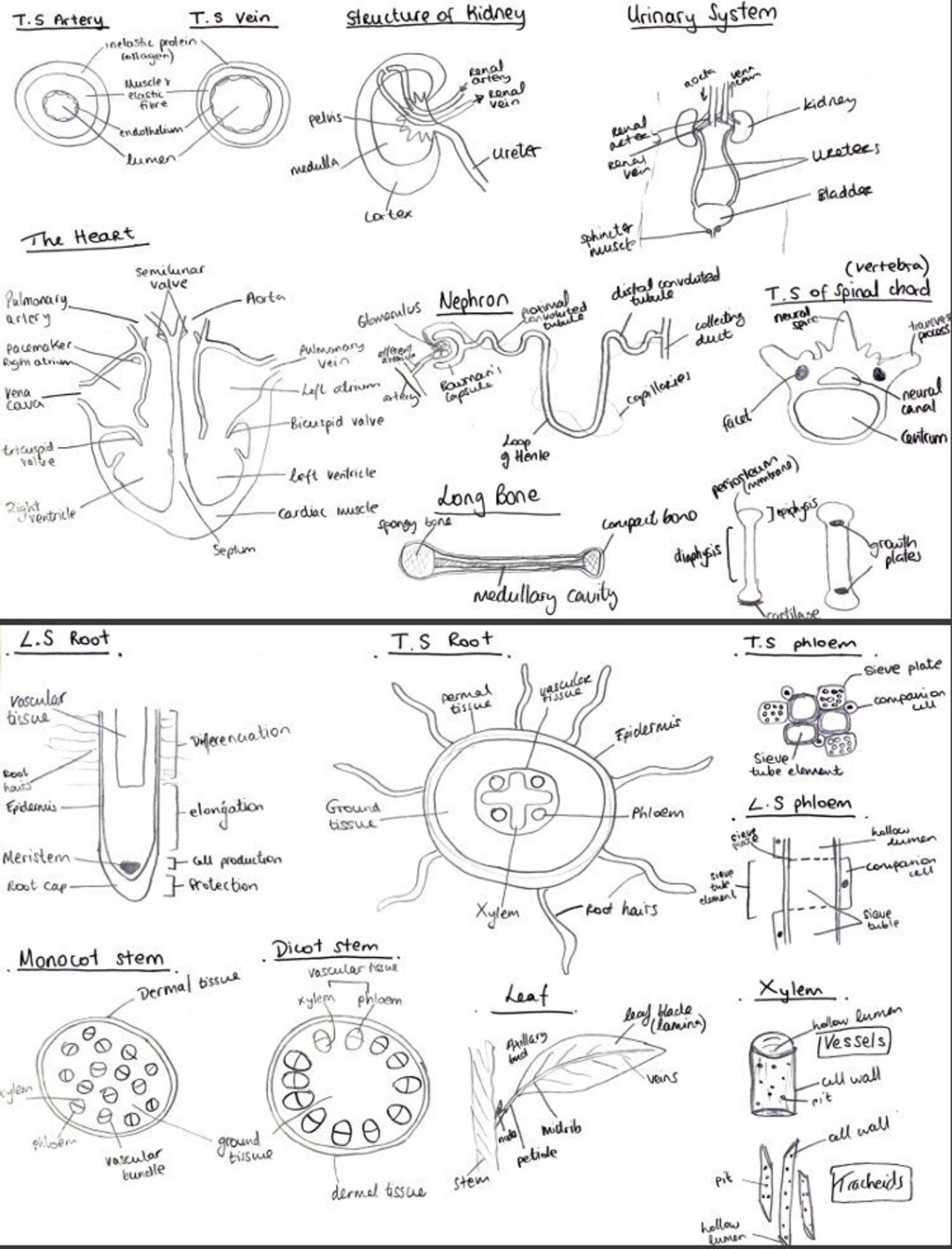 H1 Biology Notes - Diagrams - Etsy