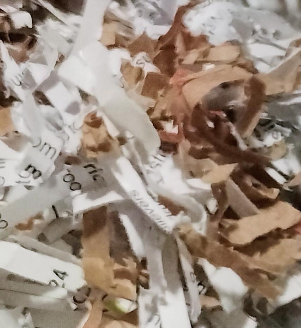 Pinata Filler, Shredded Paper Filling, Fiesta Confetti Shreds ...