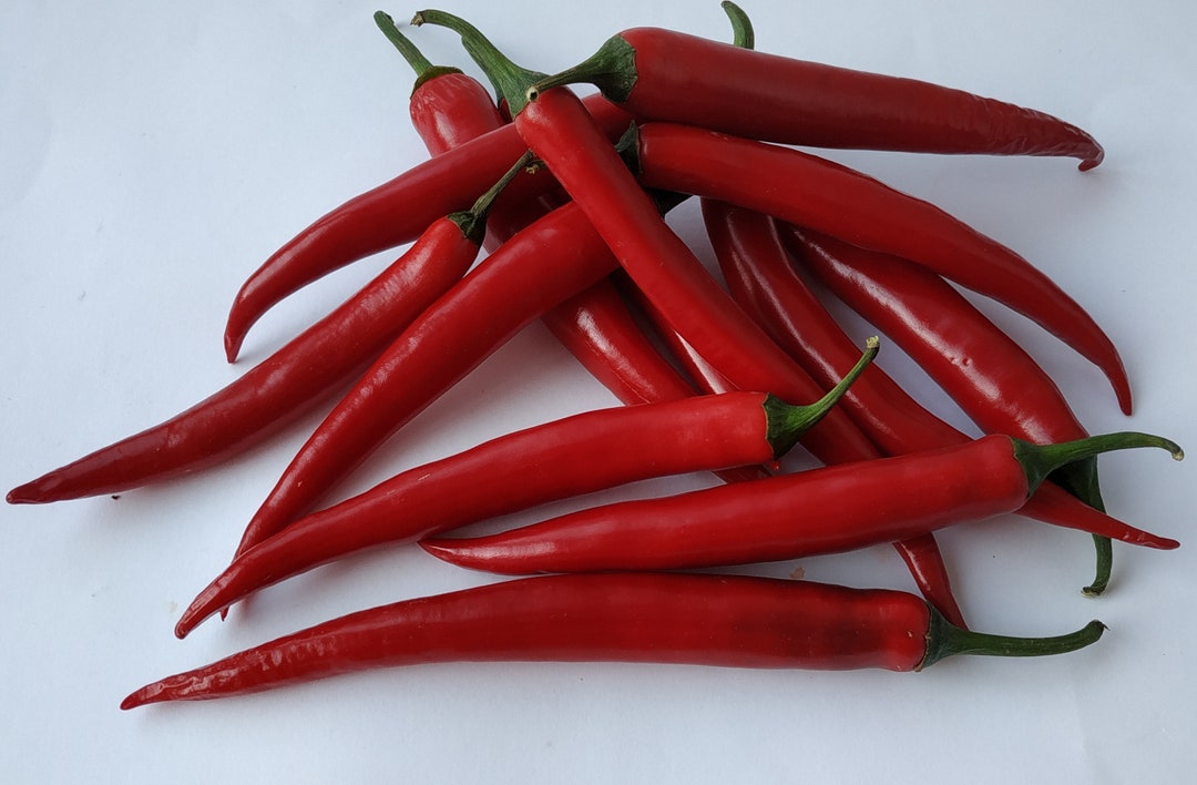 GUINDILLA ESPAÑOLA Spanish 30 SEMILLAS chili seeds cayenne picante ...
