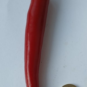GUINDILLA ESPAÑOLA Spanish 30 SEMILLAS chili seeds cayenne picante ...