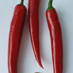 GUINDILLA ESPAÑOLA Spanish 30 SEMILLAS chili seeds cayenne picante ...