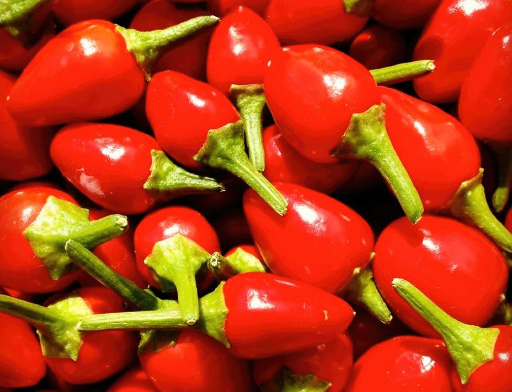 Seeds TEPIN CHILTEPIN Piquin Seeds 20 Spicy Chili Hot Chili Seeds ...