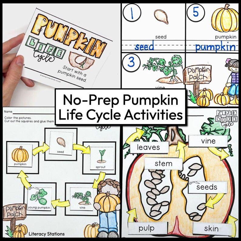 Pumpkin Life Cycle Activities for 1st Grade - Etsy