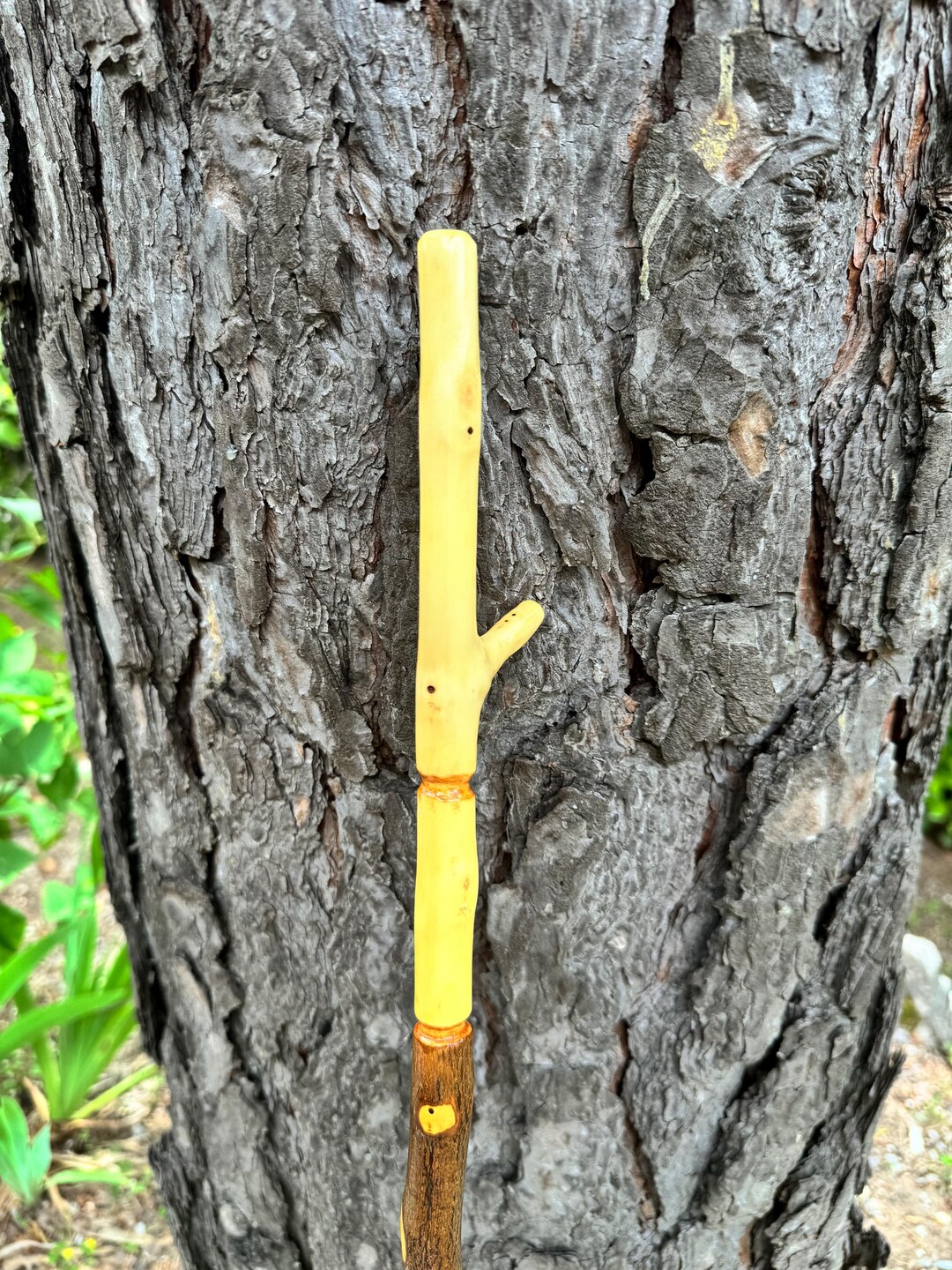 Walking Stick, Natural Acacia, Hiking, Man Woman, Cane, Varnished ...
