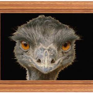 Realistic Aussie Emu Cross Stitch Pattern Photo Large Very - Etsy