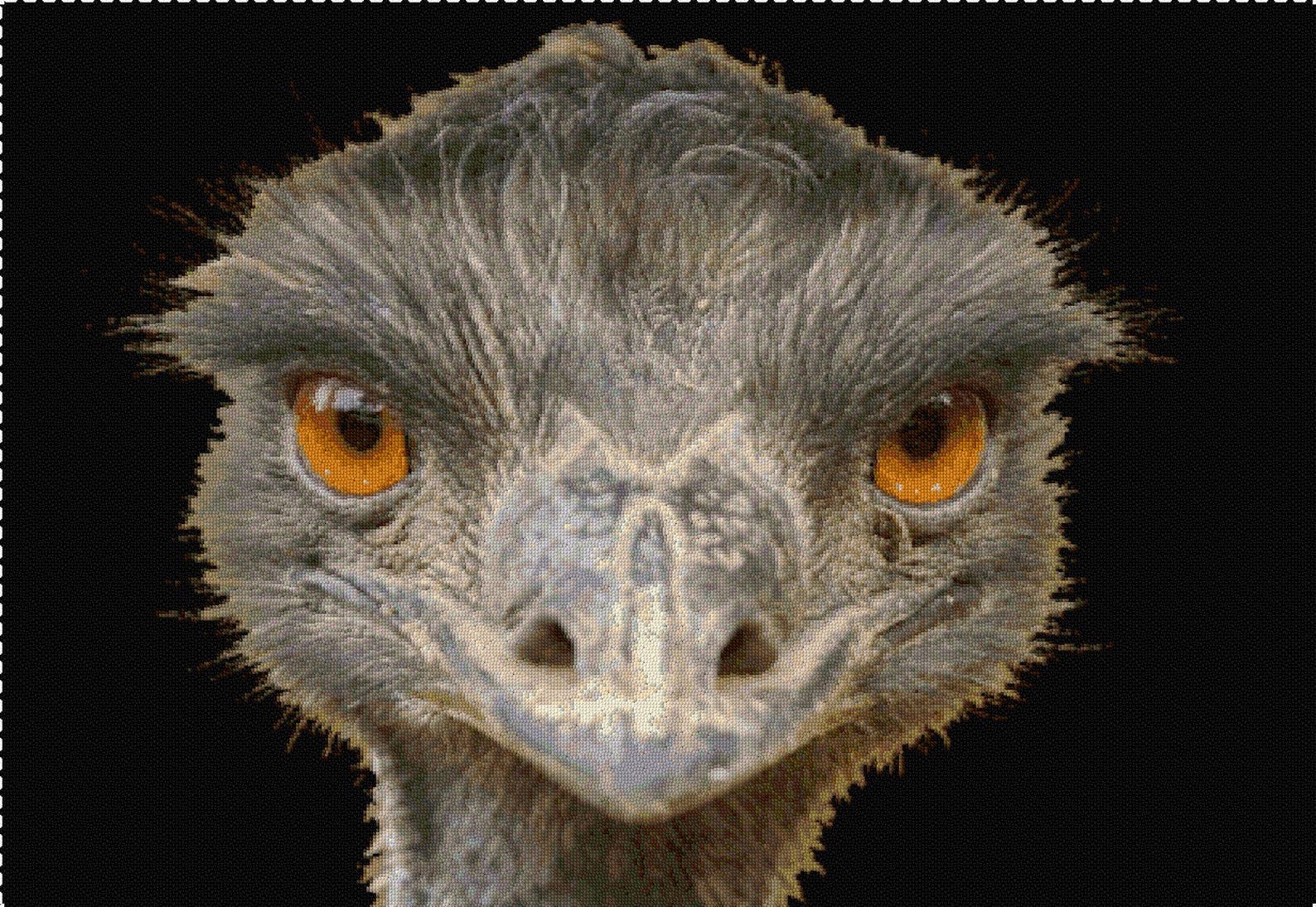 Realistic Aussie Emu Cross Stitch Pattern Photo Large Very - Etsy