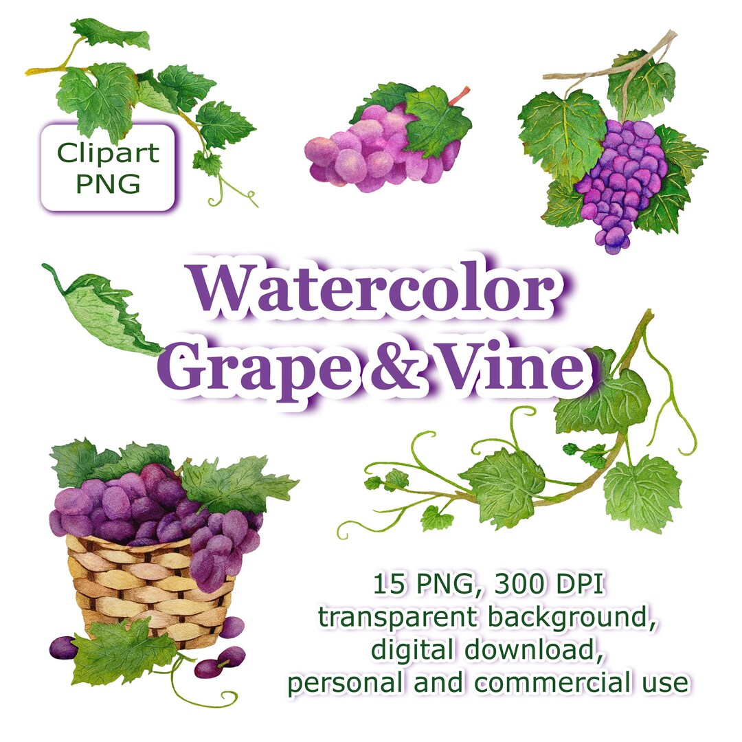 Watercolor Grapes Clipart PNG: Vineyard Illustration (digital Download ...