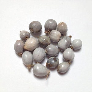 Authentic Cherokee Corn Beads - Etsy
