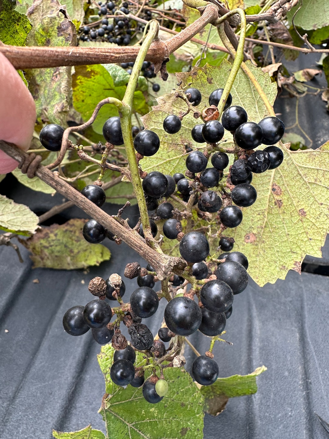 Cherokee Possum Grape Seeds (vitis Cinerea) - Etsy
