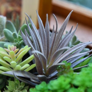35 Pack Realistic Artificial Succulents: Bulk Faux Aloe Plants - Etsy