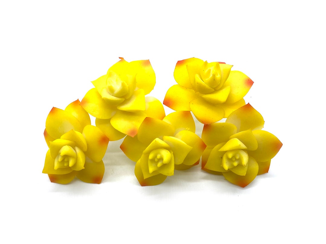 Faux Succulents - Echevaria Yellow [5 Pack] - Etsy