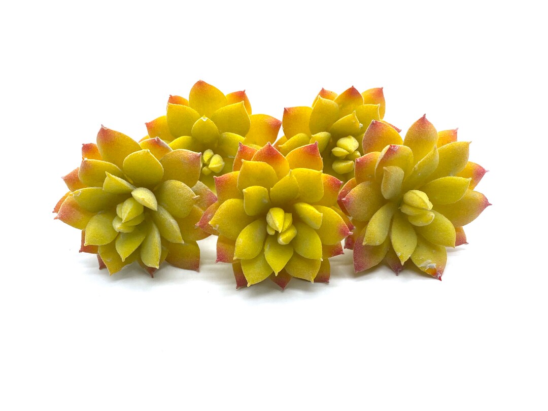 Faux Succulents - Sedum Hirsutum - Yellow [5 Pack] - Etsy