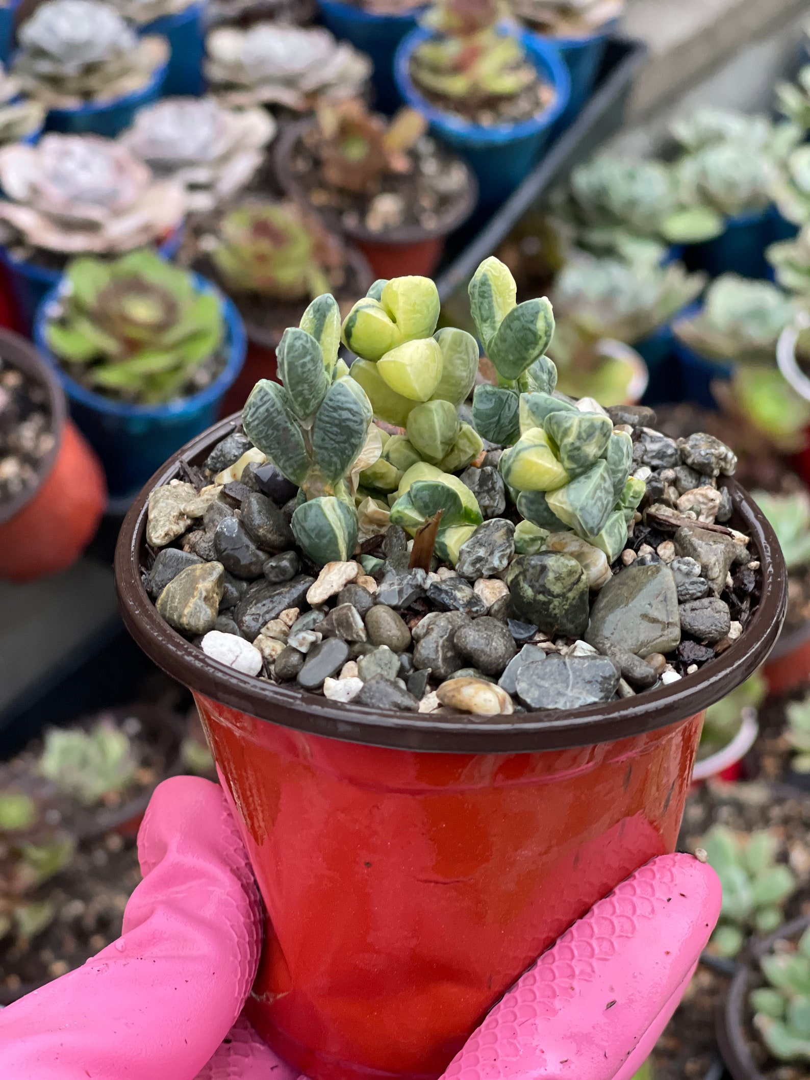 Astridia Velutina Variegated - Etsy