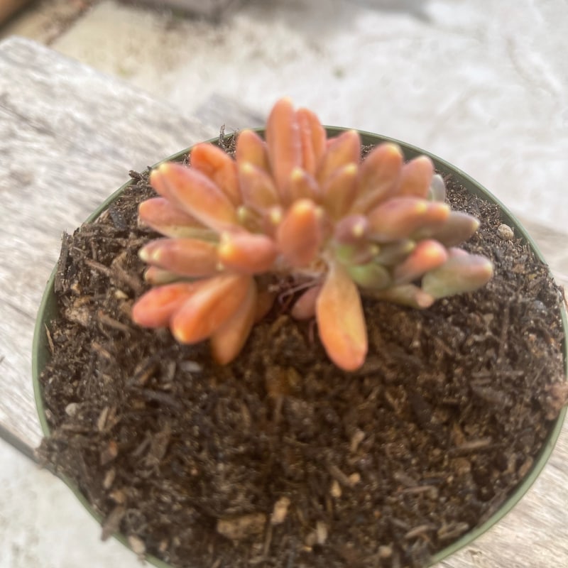 Crested Cactus - Etsy