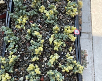 Rare Succulent Variegated Astridia Velutina - Etsy