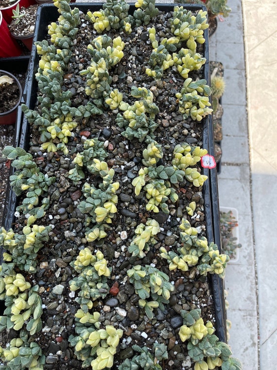 Astridia Velutina Variegated - Etsy