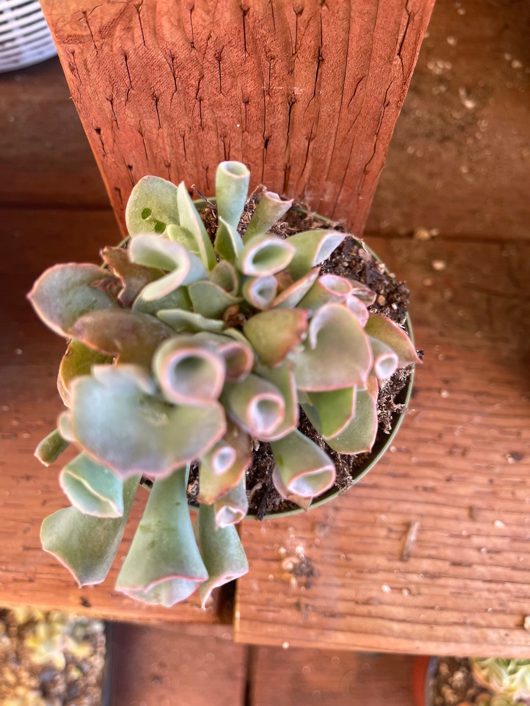 Echeveria Pinky Trumpet - Etsy