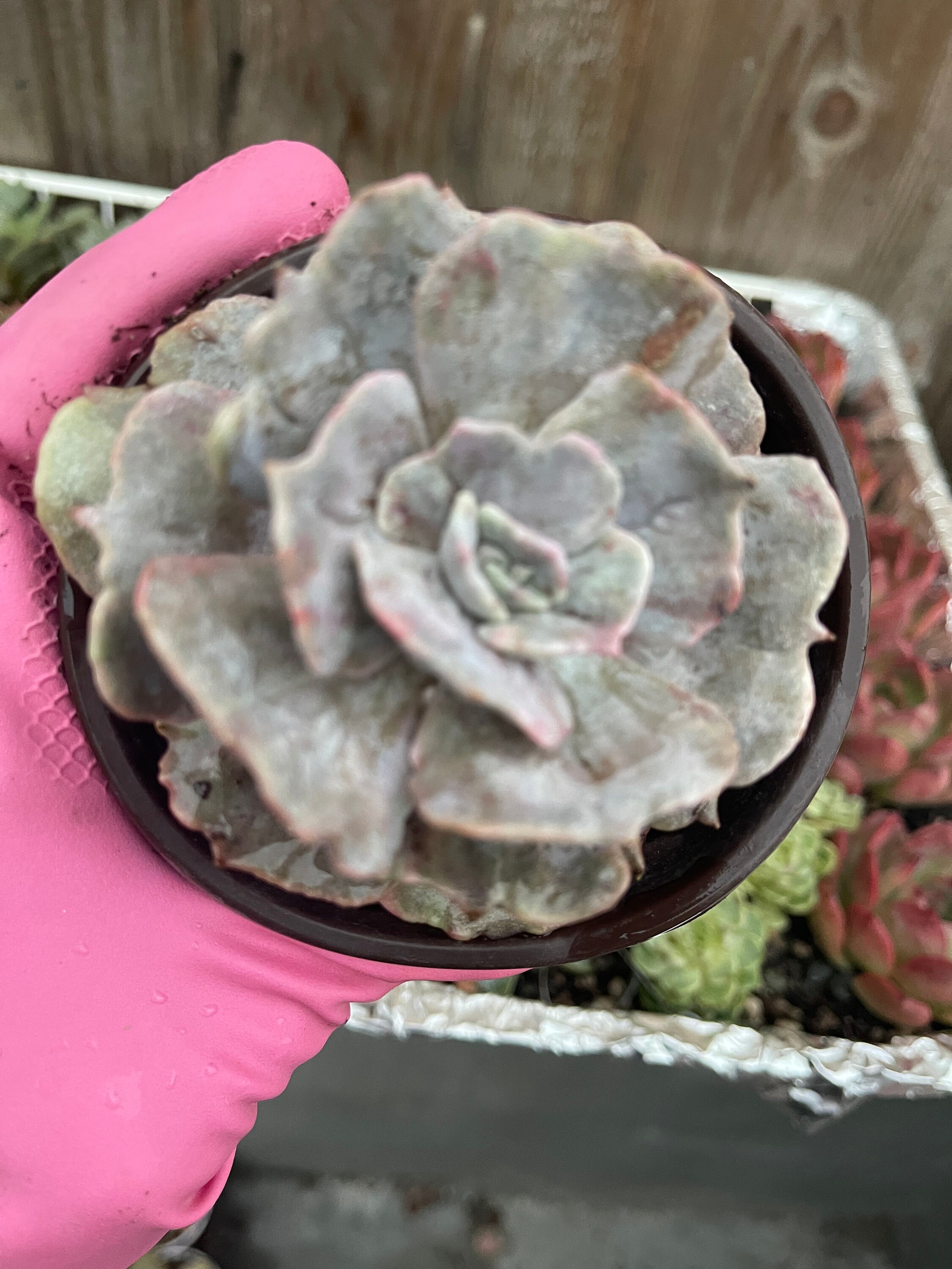 Echeveria Marble - Etsy