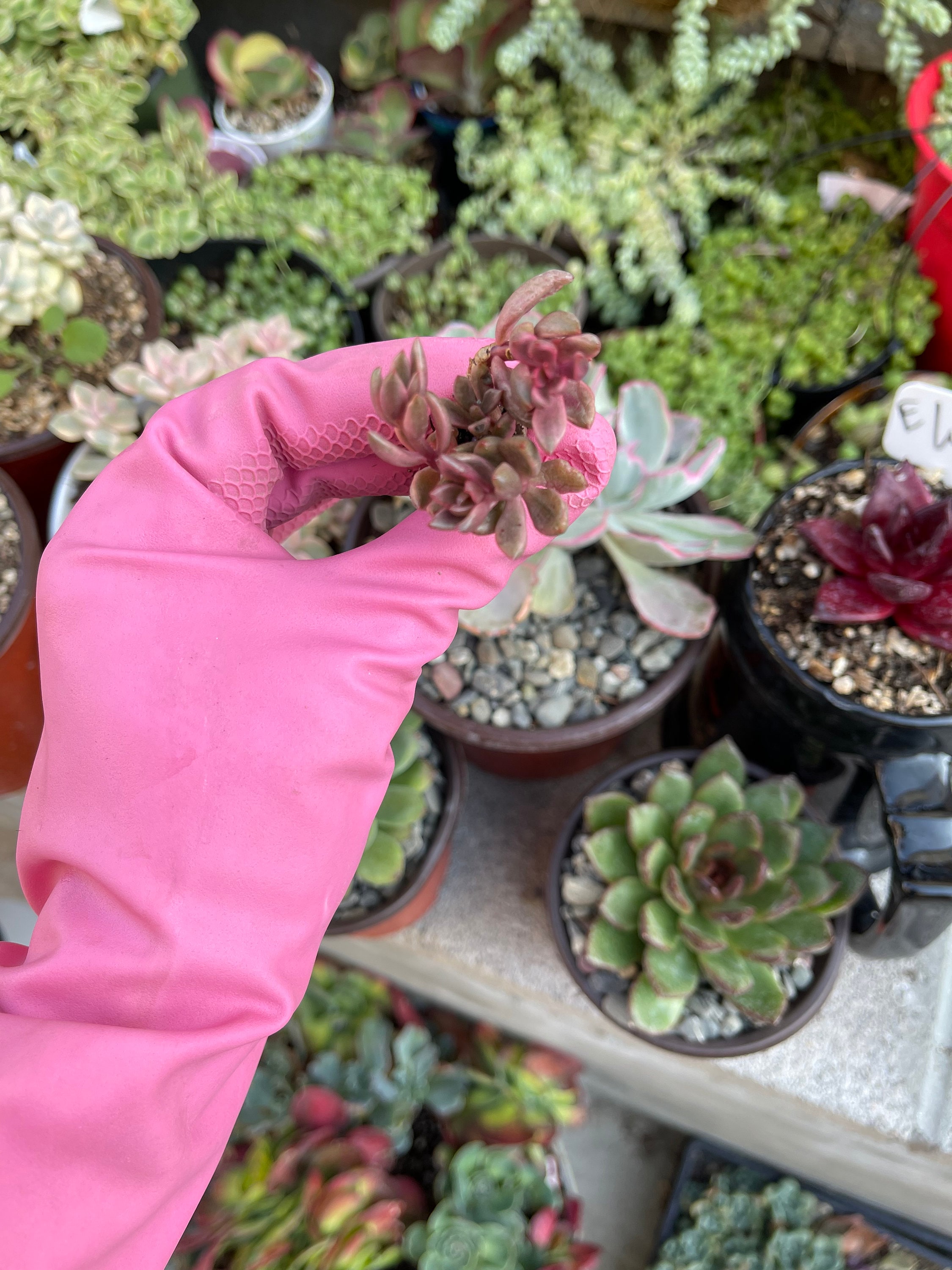 Sedum Chocolate Variegated - Etsy