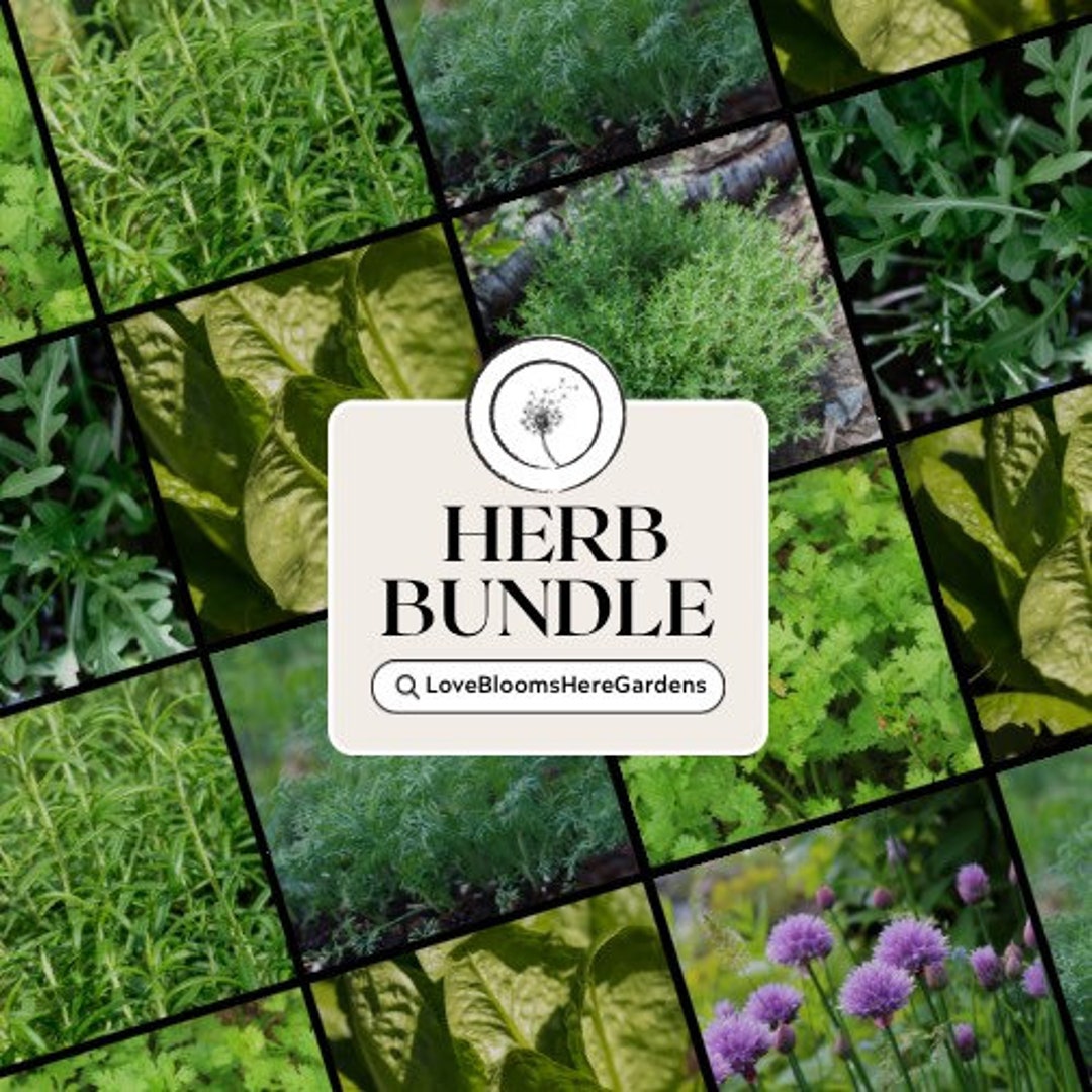 5 Spring Herb Seeds Bundle Organic Non-gmo Spring Onions Rosemary ...