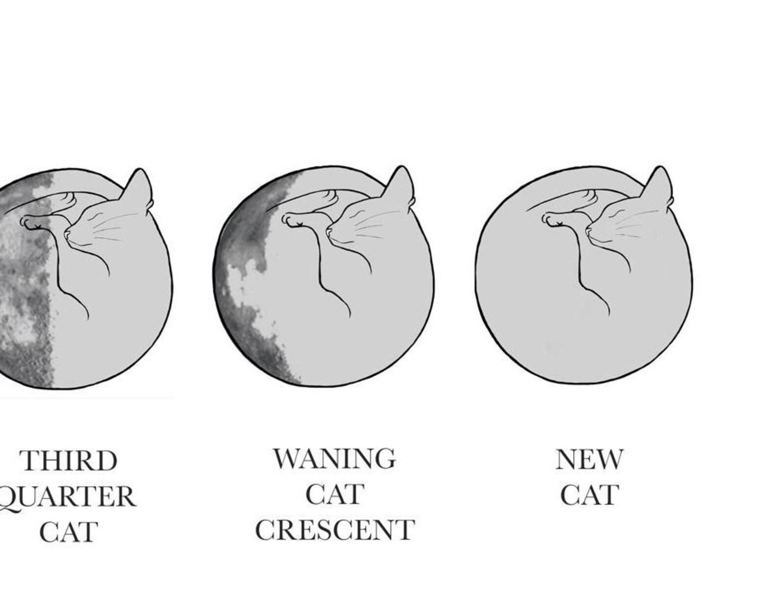 Cat Moon Phase Cycle - Panoramic Print - Etsy