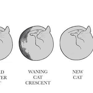 Cat Moon Phase Cycle - Panoramic Print - Etsy