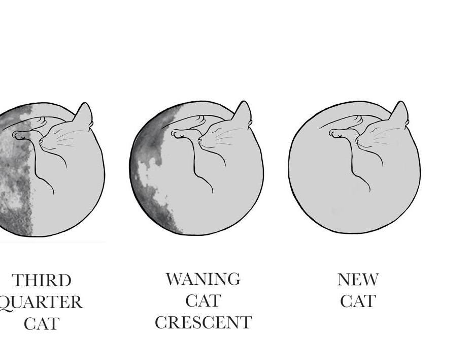Cat Moon Phase Cycle - Panoramic Print - Etsy