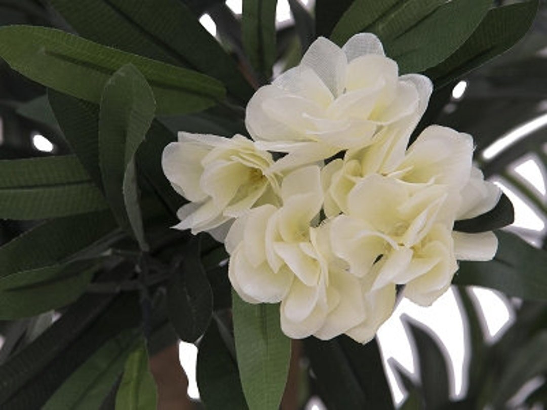 EUROPALMS Oleander Tree Artificial Plant White 120 Cm - Etsy Australia