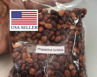 Madagascar Lima Bean - Etsy