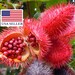 Bixa Orellana 50 Seeds Lipstick Tree Annatto Urucum Colorau Tree ...