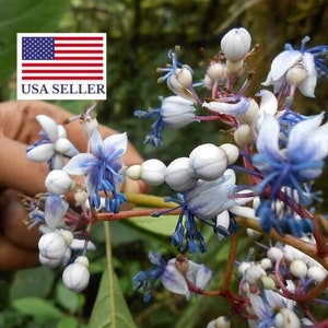 Dichroa Febrifuga Seeds, Tibetan Hortence, Chinese Quinine - 10 Seeds ...