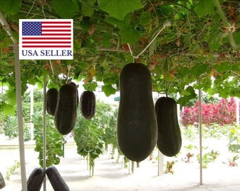 Winter Melon Seeds Benincasa Hispida - Etsy