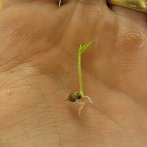 Dendrocalamus Strictus - 20 Seeds - Iron Bamboo, Male Bamboo - USA ...