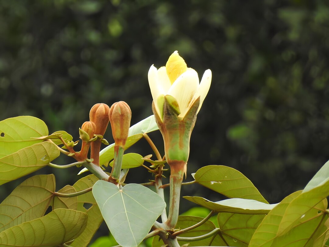 Ochroma Pyramidale, Balsa West Indian Tree - 20 Seeds - Etsy