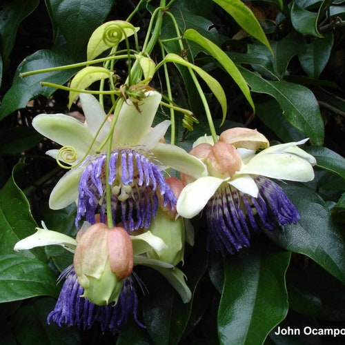 Passiflora Popenovii 5 Seeds Very Rare Perfect - Etsy