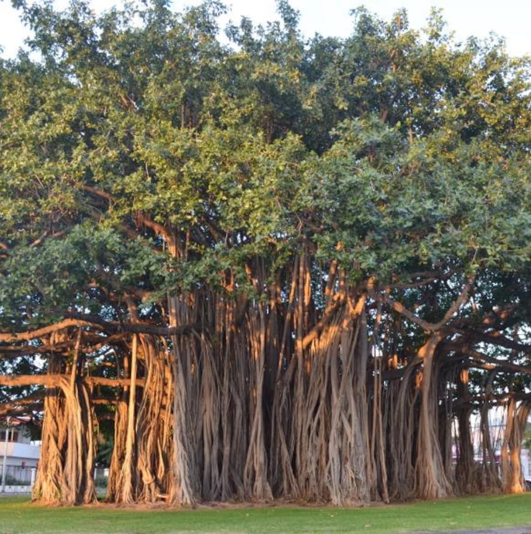 Ficus Benghalensis Tree, Banyan, Bengal Fig, East India Fig Bonsai ...