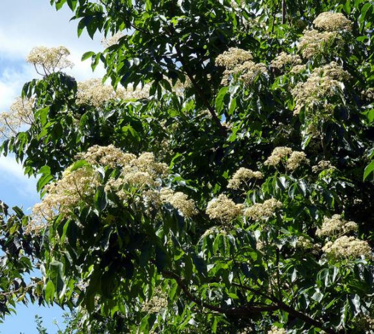 20 Bee Tree Euodia Hupehensis Seeds 20 Semillas Tetradium - Etsy México