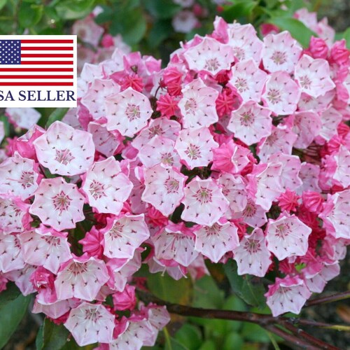 Kalmia Latifolia Mountain Laurel, Calico-bush, Spoonwood 50 Seeds - Etsy