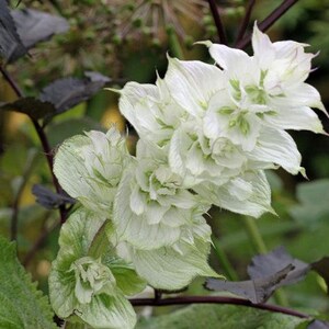 Salvia Sclarea Vatican White / White Clary Sage / Hardy Perennial ** 20 ...
