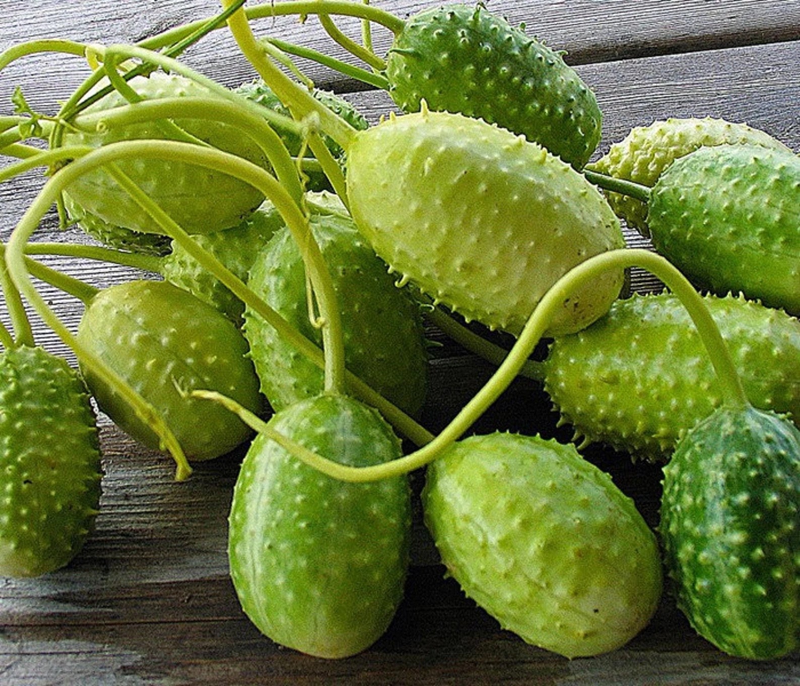 West Indian Burr Gherkins Seeds Cucumis Anguria Burr - Etsy