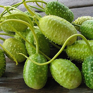 West Indian Burr Gherkins Seeds, Cucumis Anguria, Burr Cucumber, Maroon ...