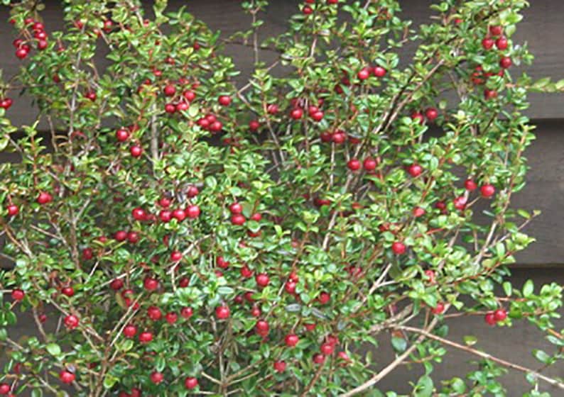 Rare Chilean Guava / Murtilla Ugni Molinae Fruit 10 Seeds - Etsy
