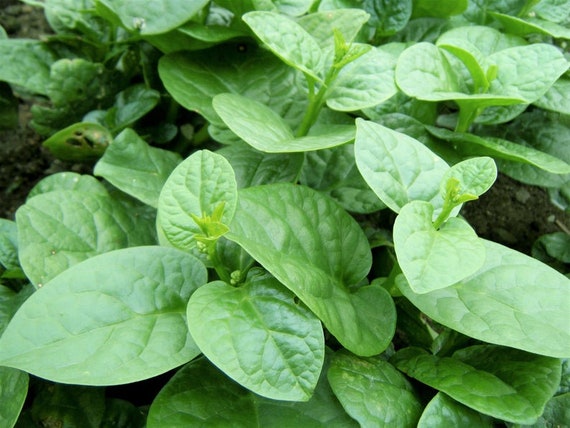Malabar Spinach, Green, Alugbati, Vietnamese Spinach, Pui,, 45% OFF