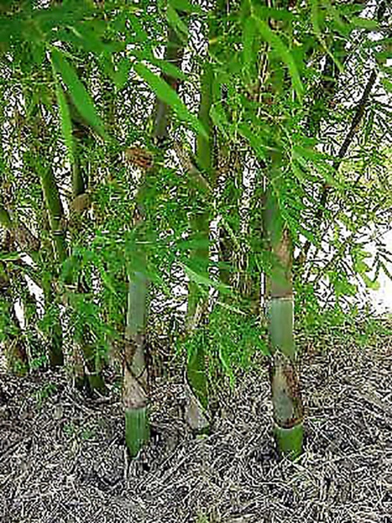 40 Male Bamboo Seeds dendrocalamus Strictus Iron Bamboo - Etsy