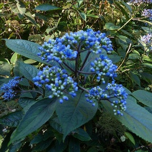 Dichroa Febrifuga Seeds, Tibetan Hortence, Chinese Quinine - 10 Seeds ...