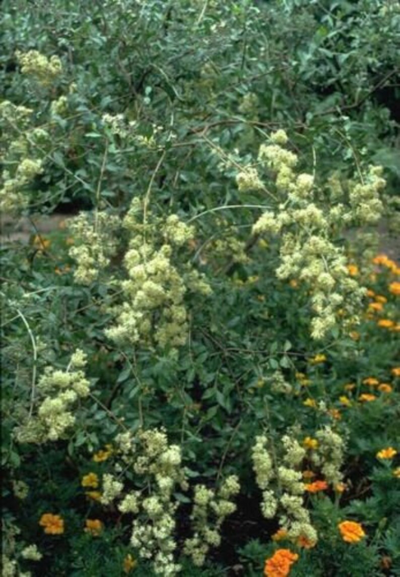 Henna Seeds Lawsonia Inermis Mehndi Dye Plant Henna - Etsy