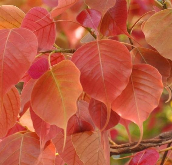 Buddha Tree Ficus Religiosa Religious Fig SACRED FIG | Etsy