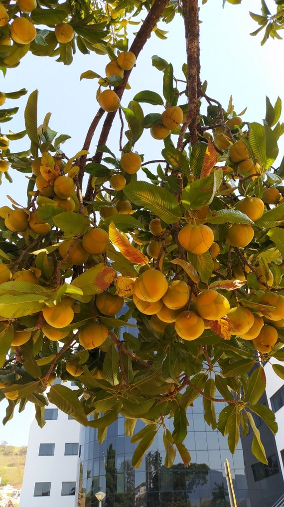 Dillenia Indica Elephant Apple Tree Chalta Indischer - Etsy