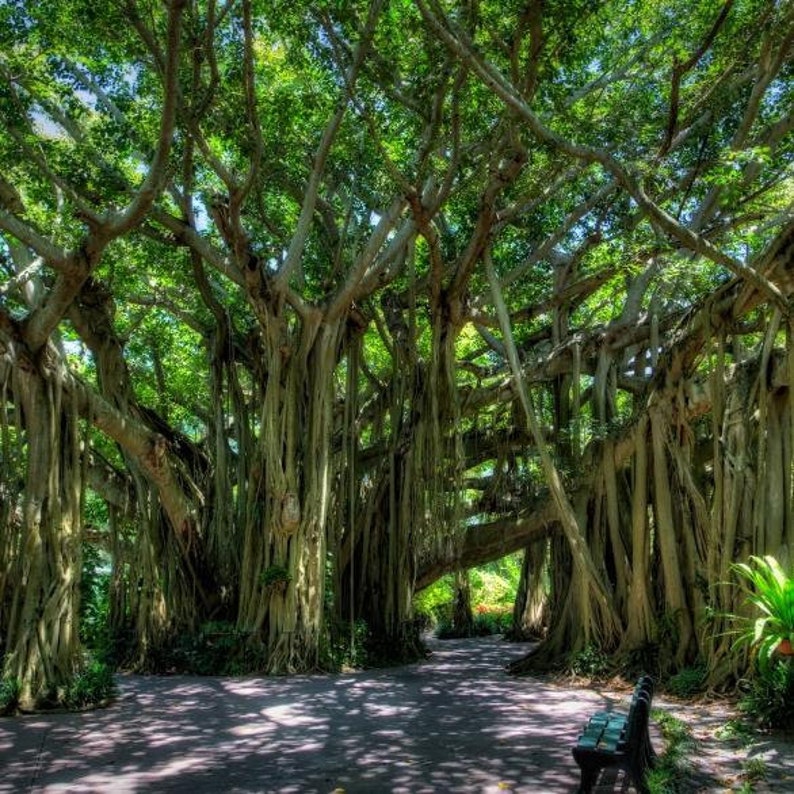 Ficus Benghalensis Tree Banyan Figue du Bengale Bonsaï - Etsy France